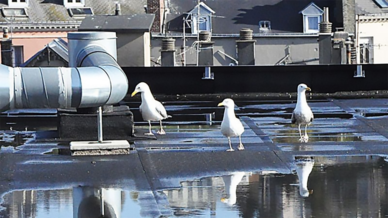 Do Birds Damage Your Roof? Here is What To Do